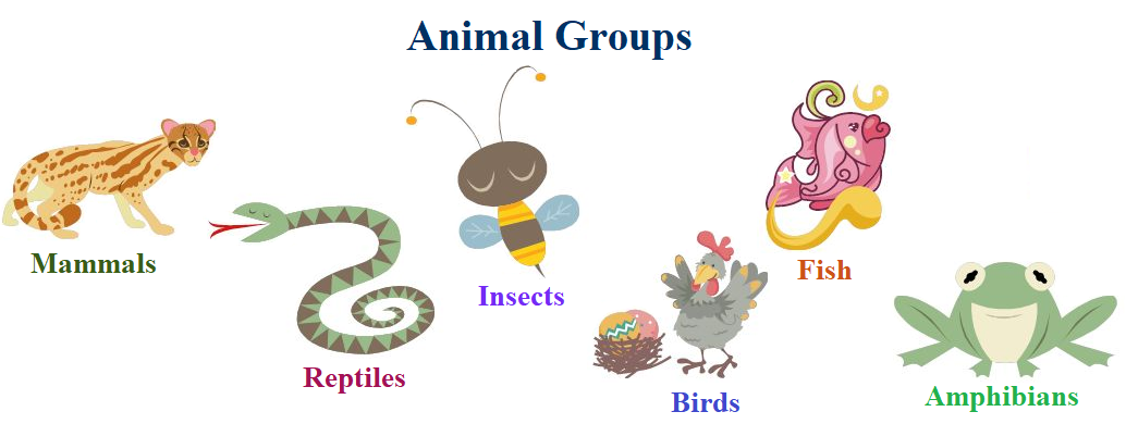 منهاجي - Animal Groups